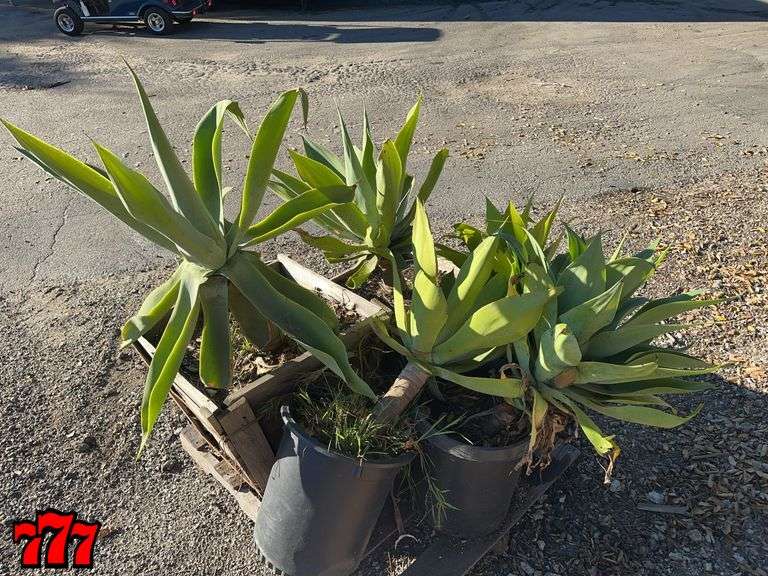 5 Agave Plants w/ Planters/Pots - 777 Auction Company