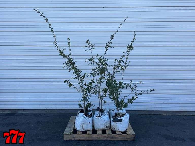 (6) 2 Year Old Oak Trees - 777 Auction Company