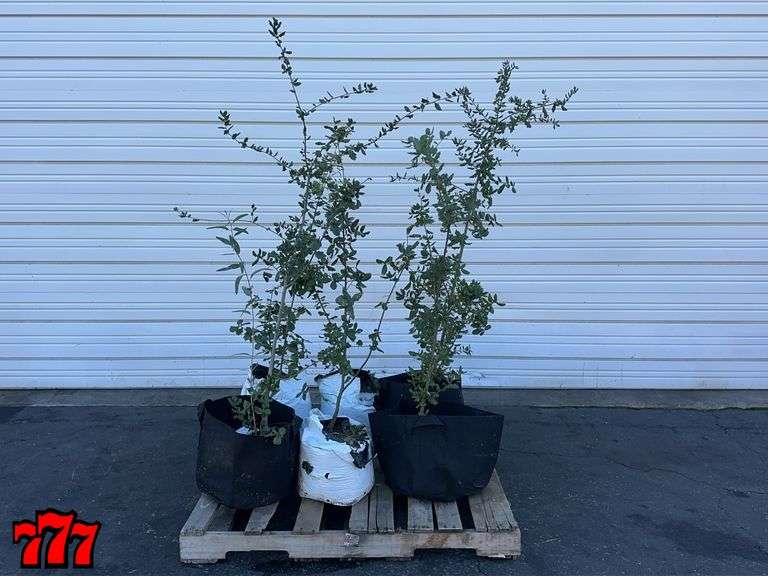 (6) 2 Year Old Oak Trees - 777 Auction Company