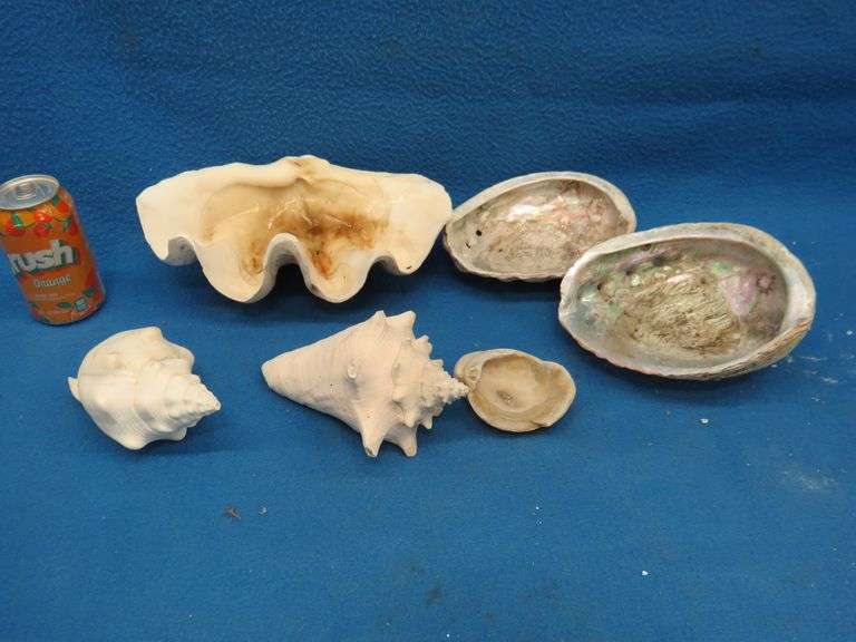 Sea life collection - AAA Auction and Realty