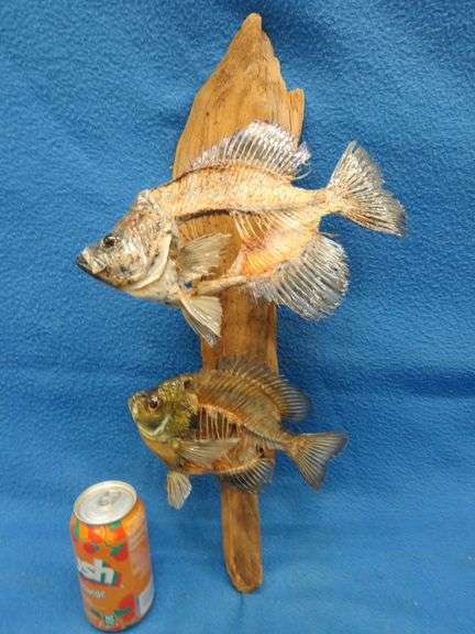 Piranha attack aftermath fish 360-degree mount. Very unique. - AAA ...