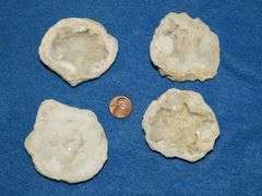Sahara Geodes. Total weight .65 lb. - AAA Auction and Realty