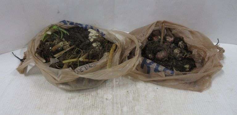 (24) Lily Bulbs Perennials, Colors are Labeled, and Separated, Colors ...