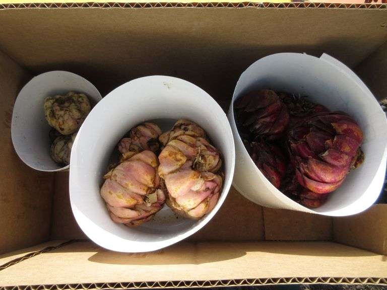 (5) Casa Blanca White Oriental Hybrid Lily Bulbs, Picture of Plant ...