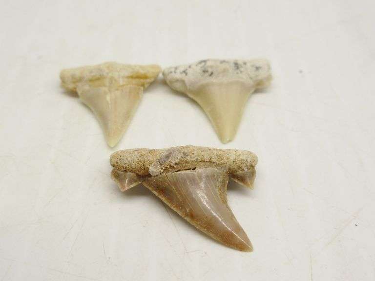 (3) Fossilized Otodus Obliquus Shark Teeth, Lived 50 Million Years Ago ...