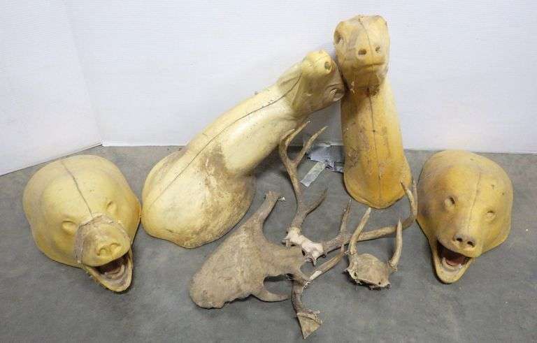 (4) Taxidermy head mounts: 2- Deer, 2- Bear - Albrecht Auction Service