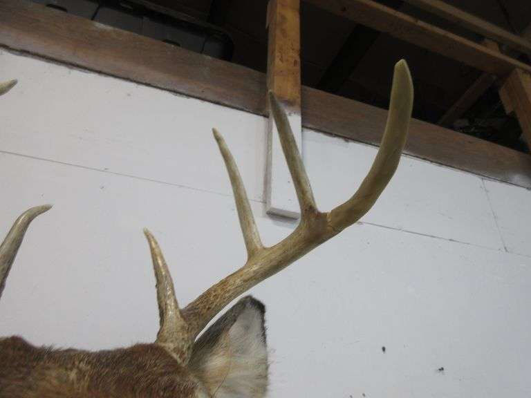 8 Point whitetail taken in Millington, MI, 16"W spread, has ...