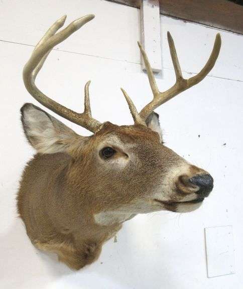 8 Point whitetail taken in Millington, MI, 16"W spread, has ...