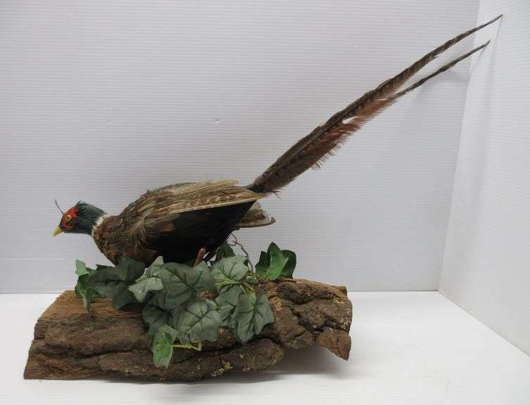 Faux pheasant mount on log, 16”W, shows wear - Albrecht Auction Service