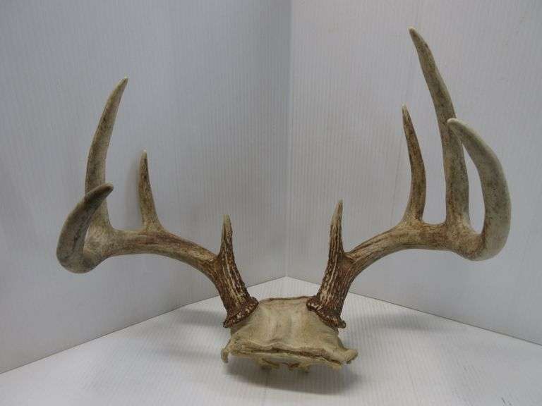 Whitetail buck rack 8 point, 14" spread, good mass and tine length ...