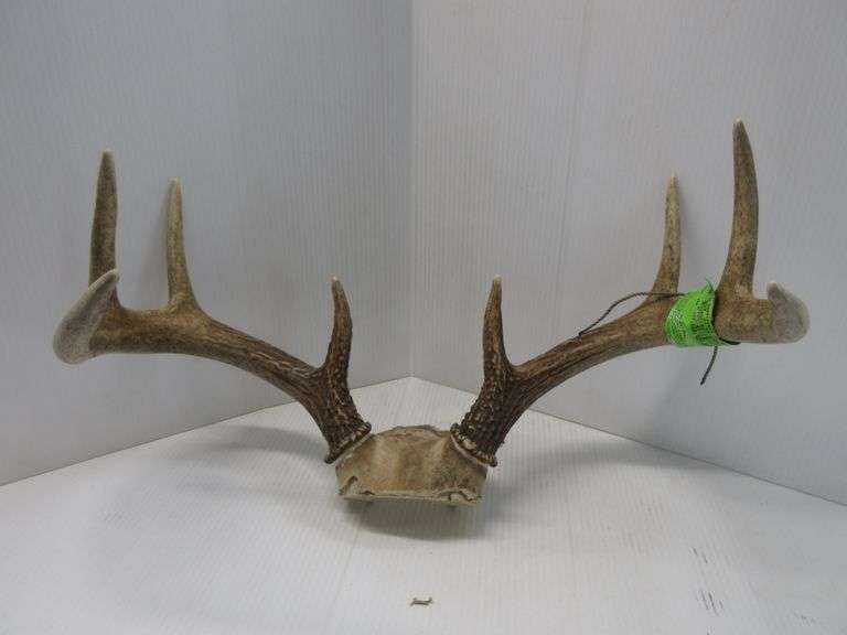 Whitetail buck rack, 8 point, 16" spread, good mass and color, good ...