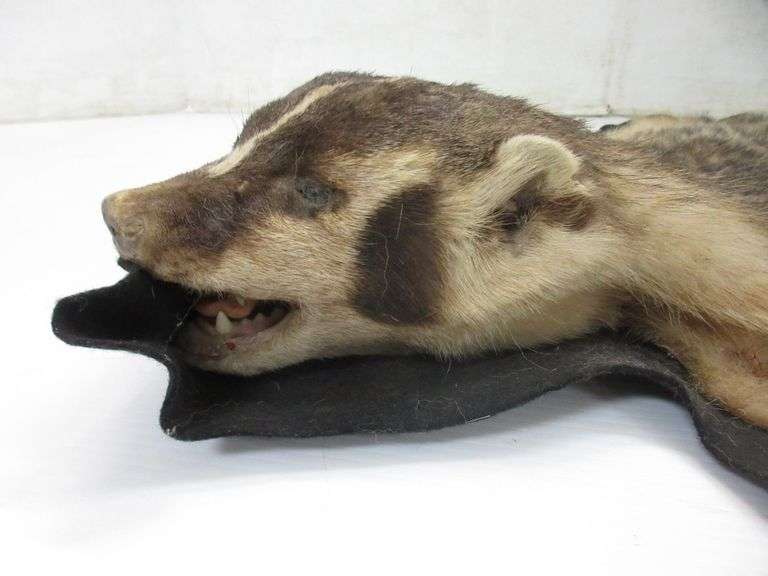 Badger rug, felt bottom, 32"L - Albrecht Auction Service
