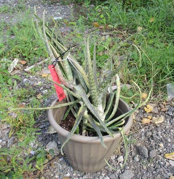 Aloe plants, as is, Albrecht Auction does not water or provide any ...