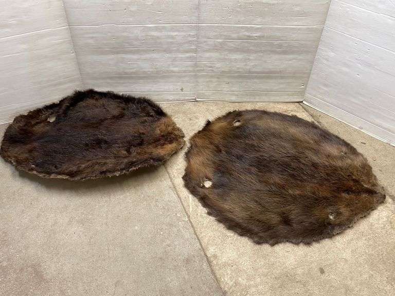 (2) Beaver pelts, 37" x 33" and 36" x 26" - Albrecht Auction Service