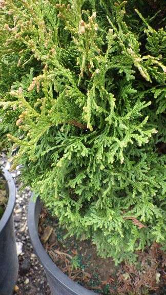 (3) Hetz midget arborvitae, dwarf dense, only 3 to 4'H and wide, slow ...