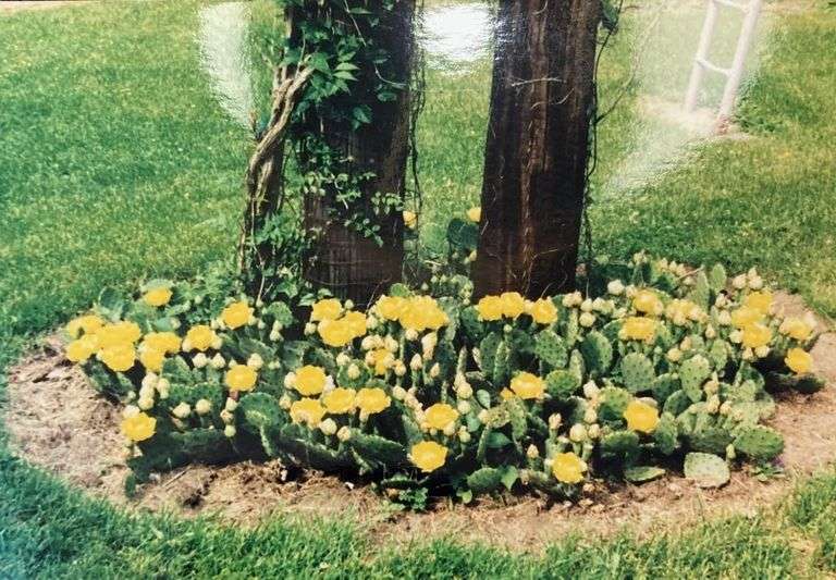 Optunia/Prickly Pear Cactus, Michigan winter hardy, beautiful yellow ...