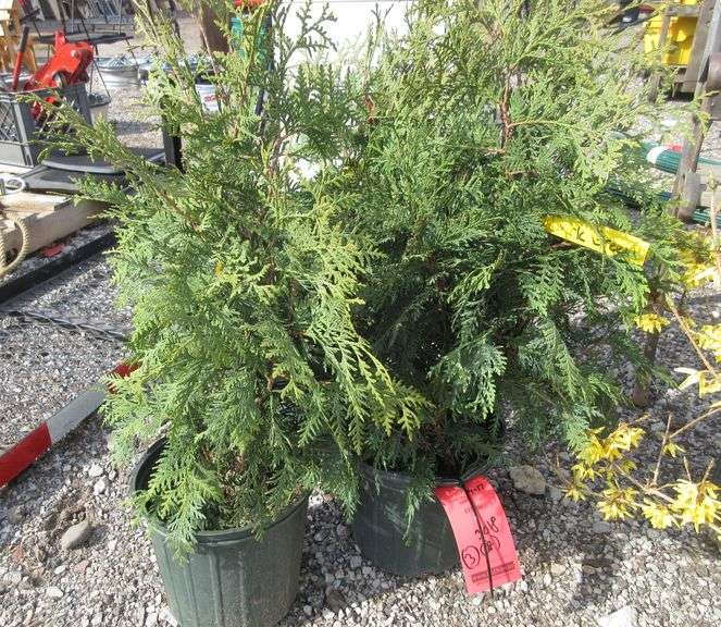 Dark green arborvitae, nice pyramidal form shape, makes a nice privacy ...