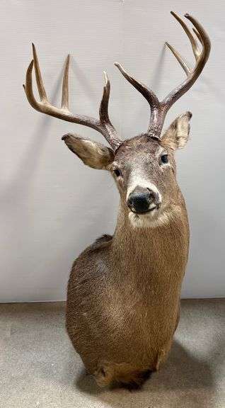 Huge Ohio 10-Point buck shoulder mount, taxidermy occured in early 200 ...
