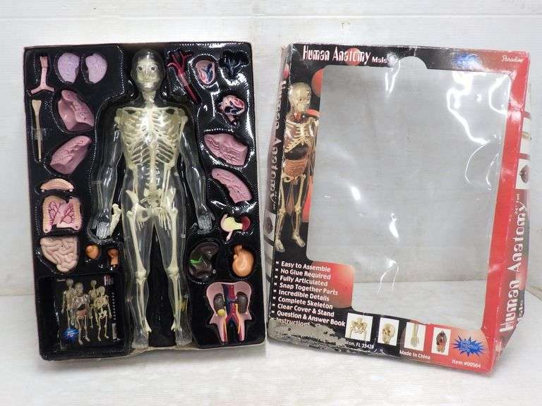 Human male anatomy, 24"H, appears complete - Albrecht Auction Service