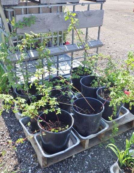 Black raspberry patch, over 30 plants in (9) reusable pots, as is ...