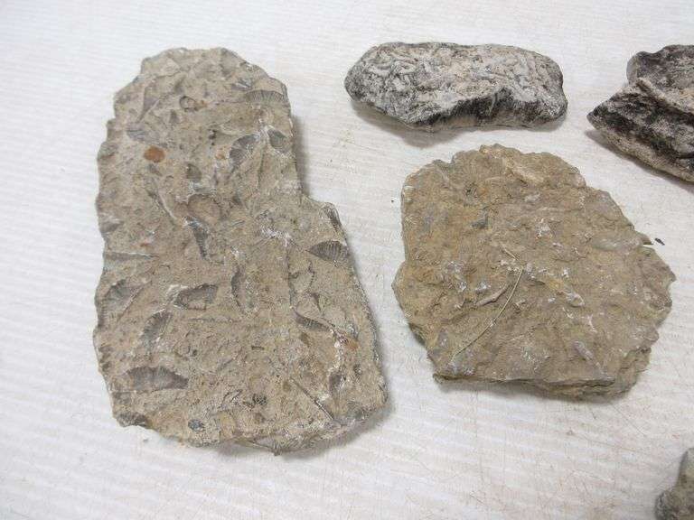 Box of assorted fossils from limestone quarry in Michigan Upper ...