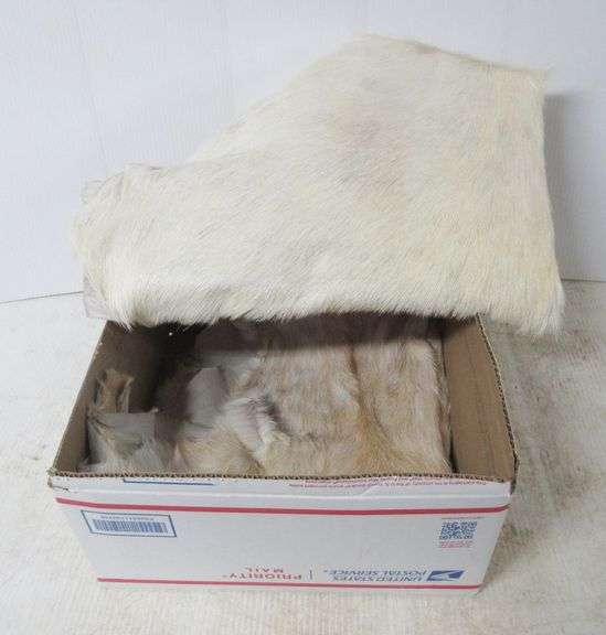 Goat hides, various sizes - Albrecht Auction Service