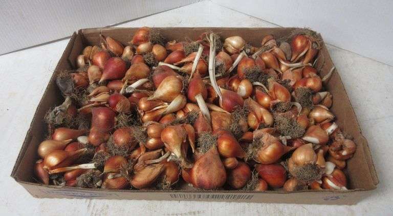 Over (50) Tulip bulb clusters, assorted colors, from fall 2022 first ...