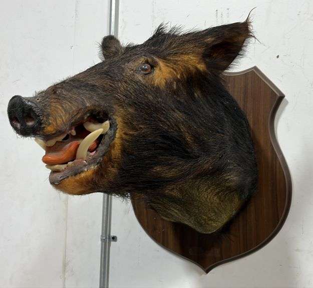 Wild boar head mount, head- 17"H - Albrecht Auction Service