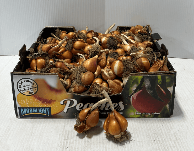 Over (50) tulip bulb clusters, assorted colors, from fall 2023 first ...
