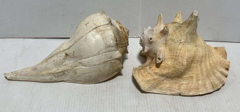 (2) Large natural conch seashells, one is pink inside, up to 10 3/4"L ...