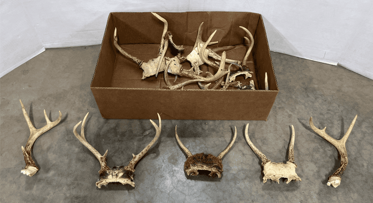 (10) Decorative deer racks in a box, fair - Albrecht Auction Service