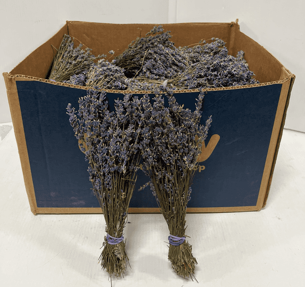 (40) Bundles of aromatic lavender, 9" - Albrecht Auction Service