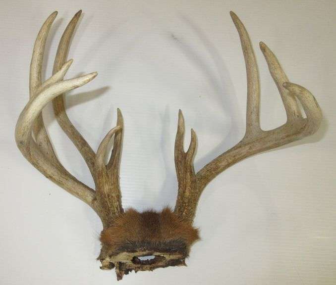 11-point whitetail rack from 2023, double split brow tines, 14"W x 16"H ...