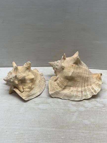 (2) Large conch shells, and (3) Various size sea snail shells, up to 9 ...