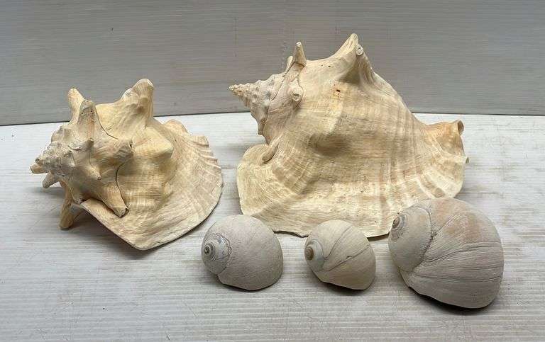 (2) Large conch shells, and (3) Various size sea snail shells, up to 9 ...