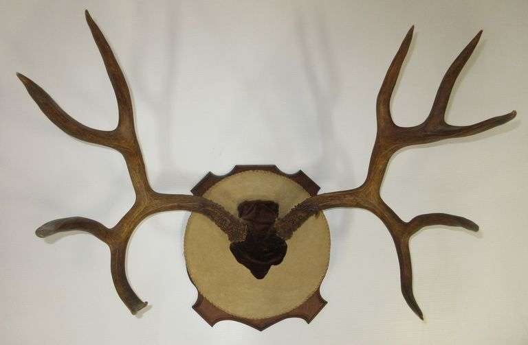 Large mule deer rack, triple split G2 on left side, crab claw on right ...