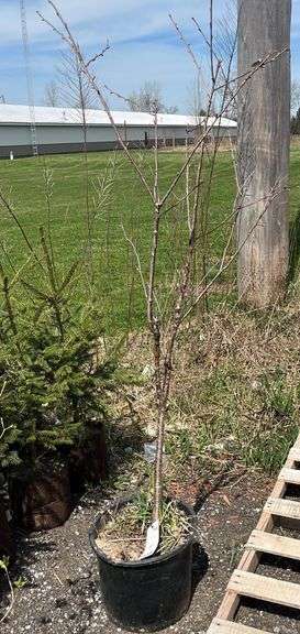 Sweet cherry tree, 5'H, as is, Albrecht Auction does not water or ...