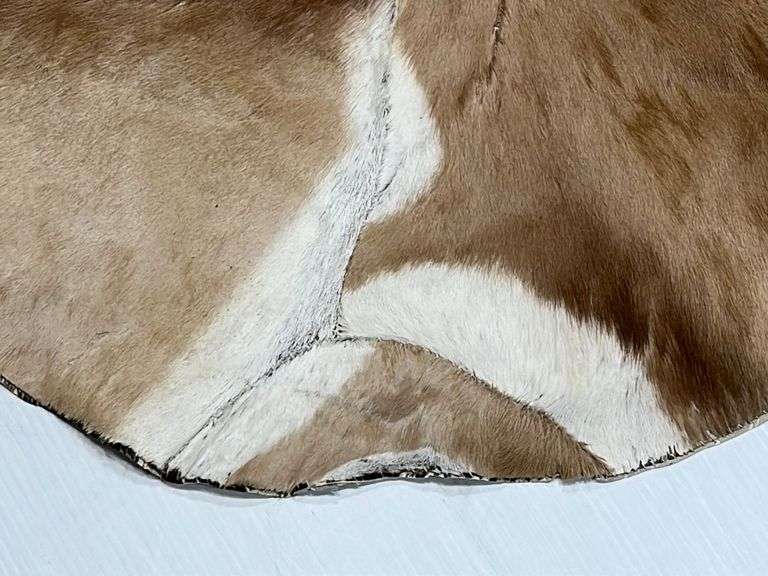 South African Gemsbok hide, 38"Dia for table or wall - Albrecht Auction ...