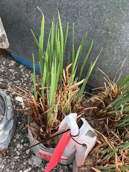 (3) 1-Gallon pots of Siberian Irises, dark purple, Albrecht Auction ...