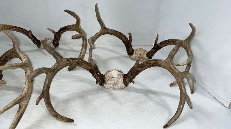 (5) Whitetail deer racks, includes: Three- 8-points, and Two- 10-points ...