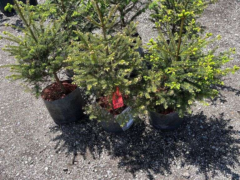 (6) Norway Spruce trees, biodegradable pots, state inspected, as is ...