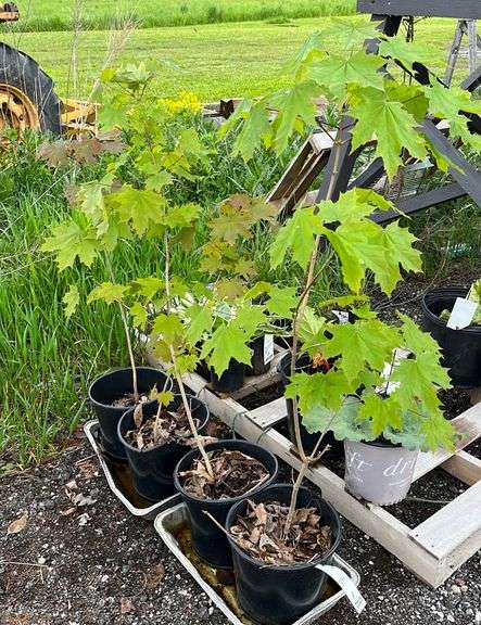 (4) Maple trees, 2 to 3 years old, excellent colors in the fall, medium ...