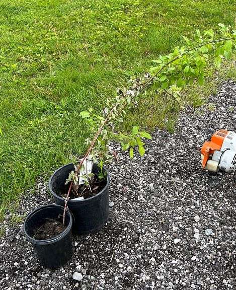 3' to 4' Raspberry bush, 3' sargent crabapple tree, Albrecht Auction ...