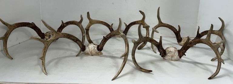 (5) Whitetail deer racks, includes: Three- 8-points, and Two- 10-points ...