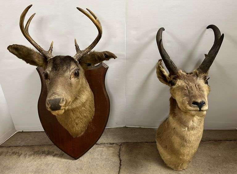 Older mounts, include: 8-Point buck on a nice board, and Antelope mount ...