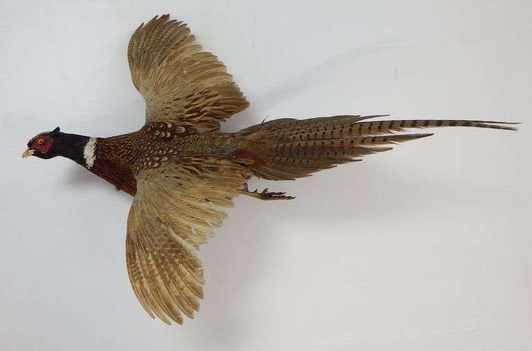 Pheasant mount, 32"W x 12"D x 24'H - Albrecht Auction Service