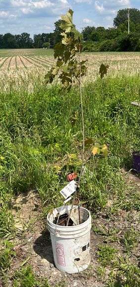 (2) Red maples, 3", good, Albrecht Auction does not water or provide ...