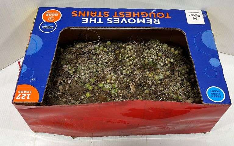Box of cobweb hens and chicks, house leek, box- 19" x 12" x 7"H ...