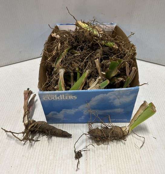Over (40) Bearded Iris rhizomes, at least 30 different colors of white ...