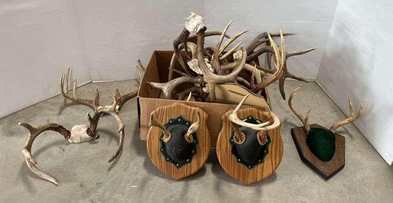 (12) Whitetail deer racks, good - Albrecht Auction Service